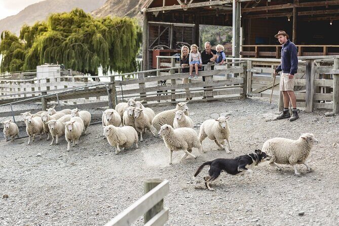 Walter Peak Gourmet BBQ Lunch & Queenstown Lake Cruise - Introduction