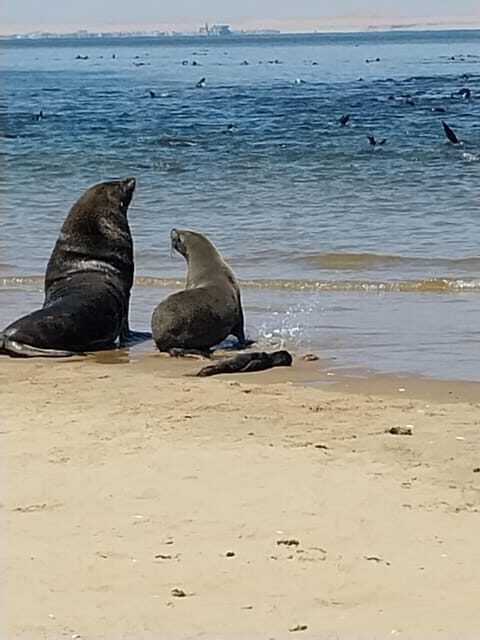 Walvis Bay: Kayaking and Sandwich Harbour Full-Day Tour - Key Points