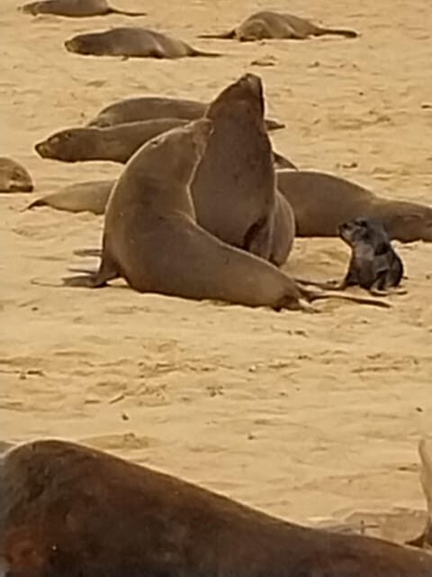 Walvis Bay: Kayaking and Sandwich Harbour Full-Day Tour - The Sum Up