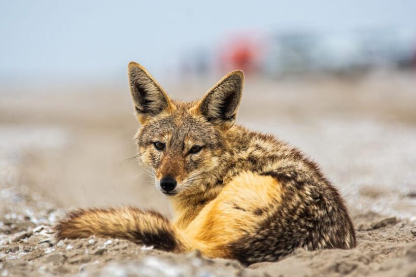 Walvis Bay : Pelican Point Birding and Cape Fur seal tour - Exploring Walvis Bay’s Coastal Ecosystem
