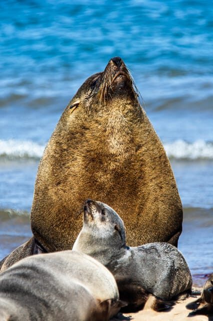 Walvis Bay : Pelican Point Birding and Cape Fur seal tour - The Black and White Lighthouse
