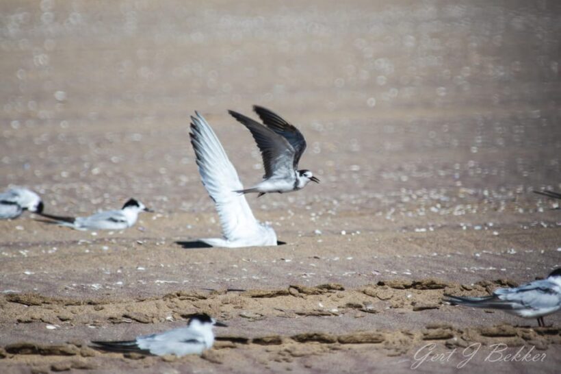 Walvis Bay : Pelican Point Birding and Cape Fur seal tour - Transportation and Timing