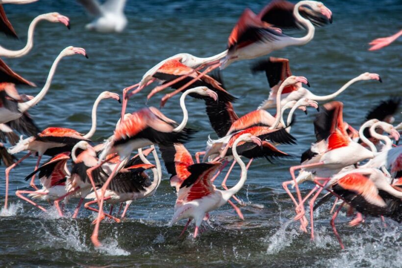 Walvis Bay : Pelican Point Birding and Cape Fur seal tour - What Past Travelers Say