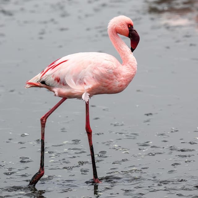 Walvis Bay: Sandwich Harbour Half-Day 4x4 Scenic Excursion - What Makes This Tour Stand Out?