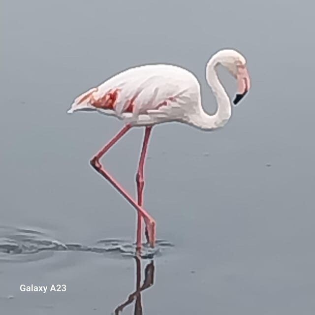 Walvis Bay: Scenic Sandwich Harbour Tour - The Sum Up
