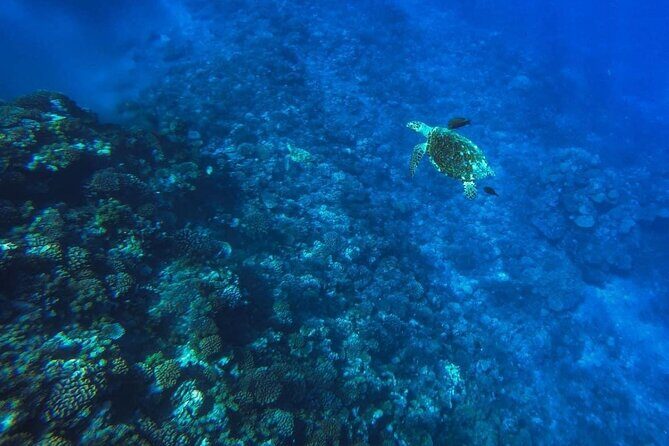 Want to escape? Treat yourself to a snorkeling session in Tahiti! - A Closer Look at the Tahiti Snorkeling Tour