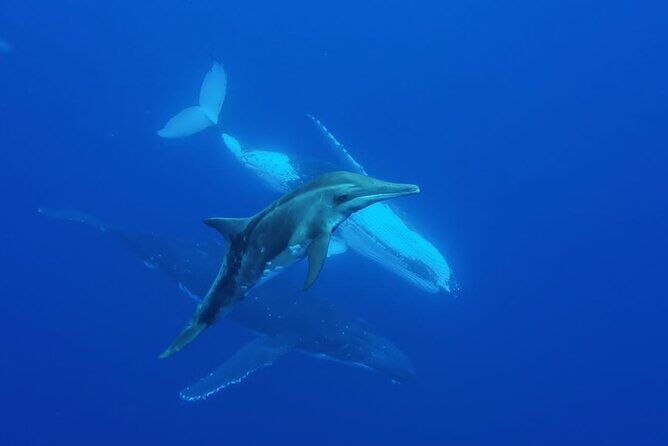 Want to escape? Treat yourself to a snorkeling session in Tahiti! - Who Should Consider This Tour?