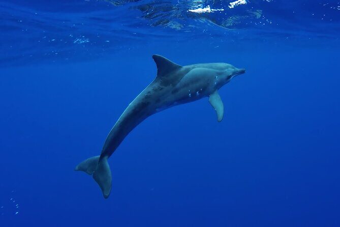 Want to escape? Treat yourself to a snorkeling session in Tahiti! - Final Thoughts