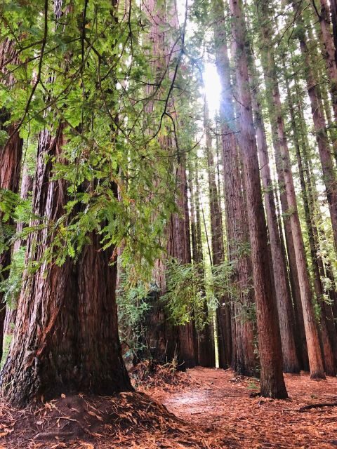 Warburton: Redwood Forest Mountain Bike Adventure - A Complete Look at the Redwood Forest Mountain Bike Adventure