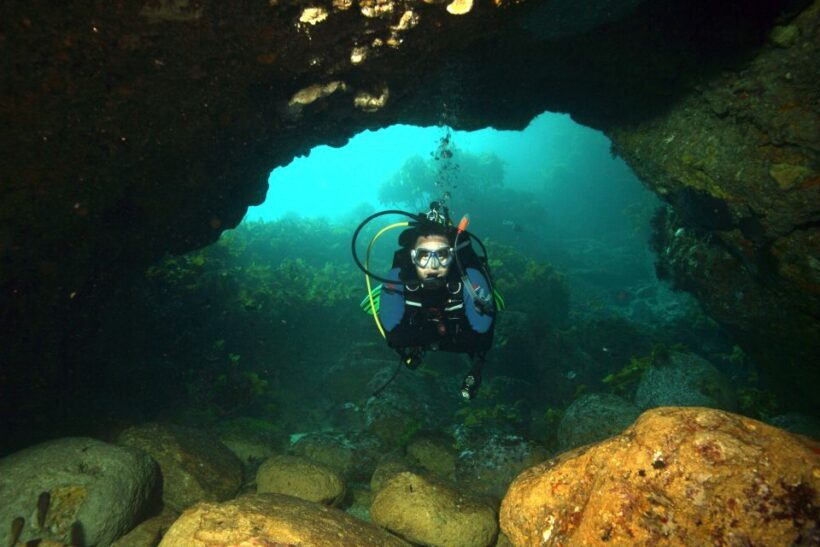 Warkworth: Full-Day Scuba Dive Charter at Hen and Chickens - Key Points