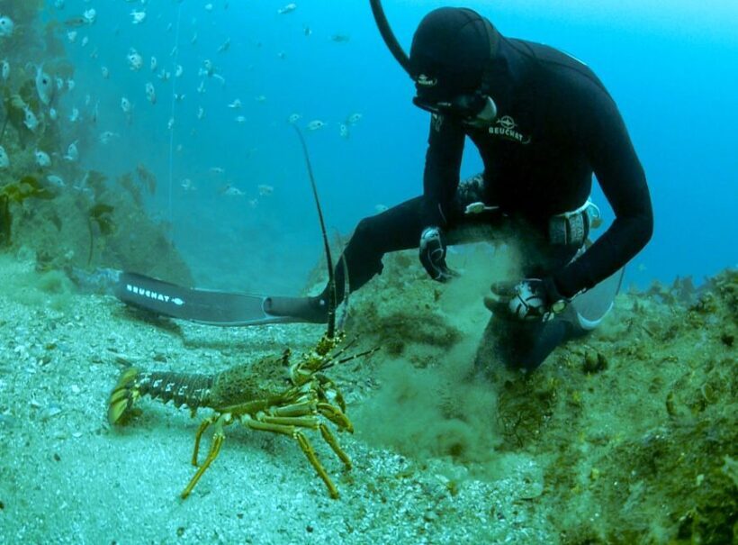 Warkworth: Full-Day Spearfishing Charter - What to Expect During Your Day