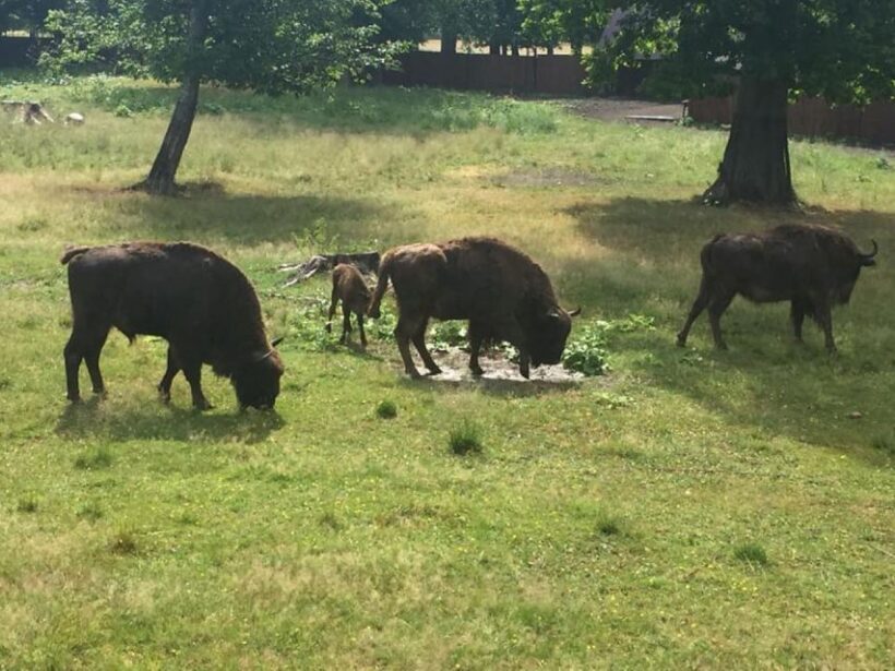 Warsaw: Bialowieza National Park and European Bison Tour - Key Points