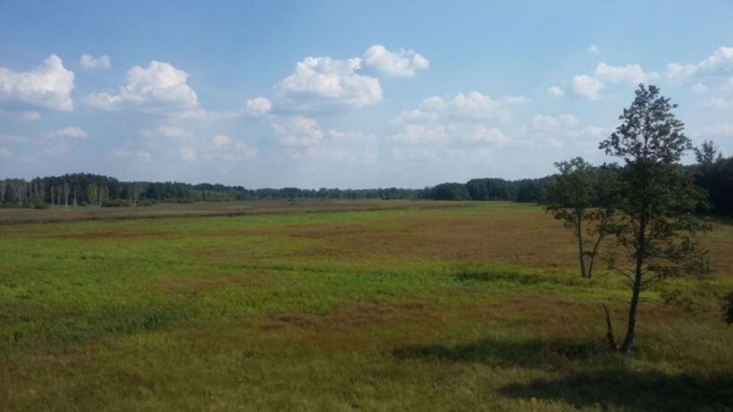 Warsaw: Bialowieza National Park and European Bison Tour - The Journey Begins: From Warsaw to the Heart of the Forest