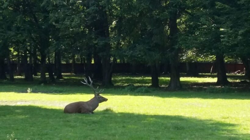 Warsaw: Bialowieza National Park and European Bison Tour - Who Is This Tour For?