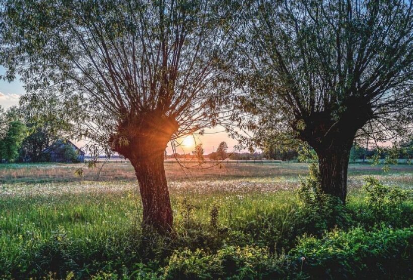 Warsaw: Half-Day Private Chopin Tour to Zelazowa Wola - What to Expect and Practical Tips