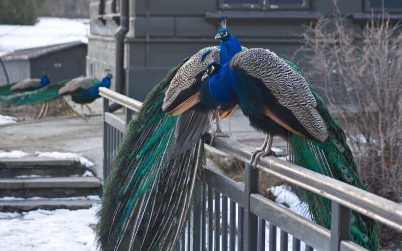 Warsaw Zoo Skip-the-Line Entry Ticket with Private Transport - An In-Depth Look at the Tour