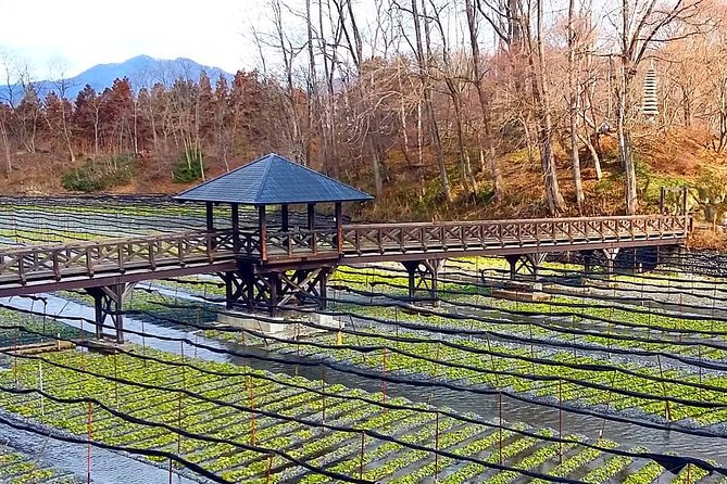 Wasabi Farm Walking Tour & Lunch - Wasabi Cultivation Insights