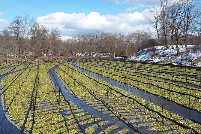 Wasabi Farm Walking Tour & Lunch - Customer Reviews and Feedback
