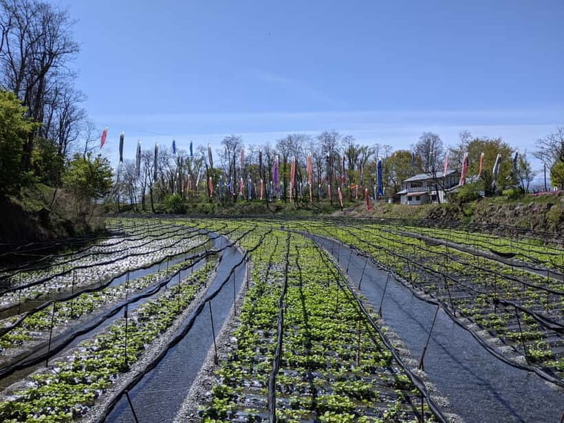 Wasabi Farm Walking Tour with Lunch - Exploring the Tour in Detail