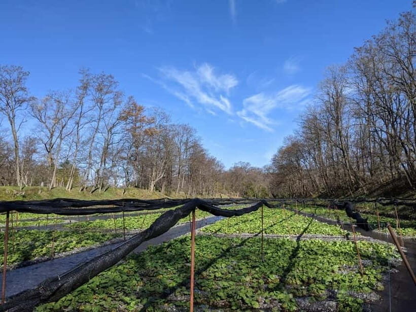 Wasabi Farm Walking Tour with Lunch - Final Thoughts: Is It Worth It?