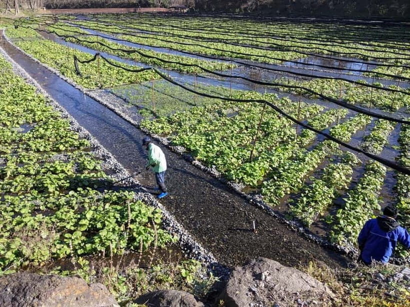 Wasabi Farm Walking Tour with Lunch - FAQs
