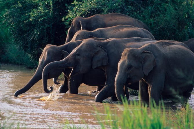 Wasgamuwa National Park Entrance Ticket with Private Safari - Key Points