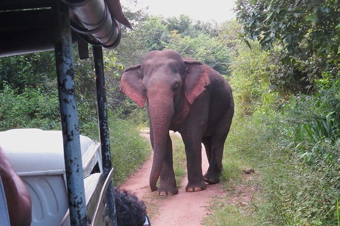 Wasgamuwa National Park Entrance Ticket with Private Safari - Who Should Consider This Tour?