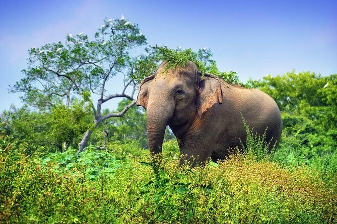 Wasgamuwa National Park | Private Safari - The Itinerary: What to Expect
