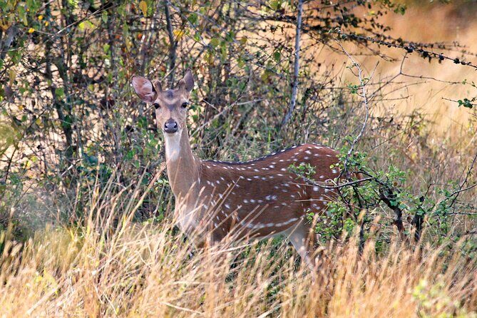 Wasgamuwa National Park | Private Safari - The Practicalities
