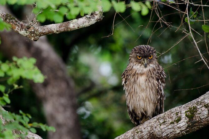 Wasgamuwa National Park | Private Safari - Who Should Consider This Tour?