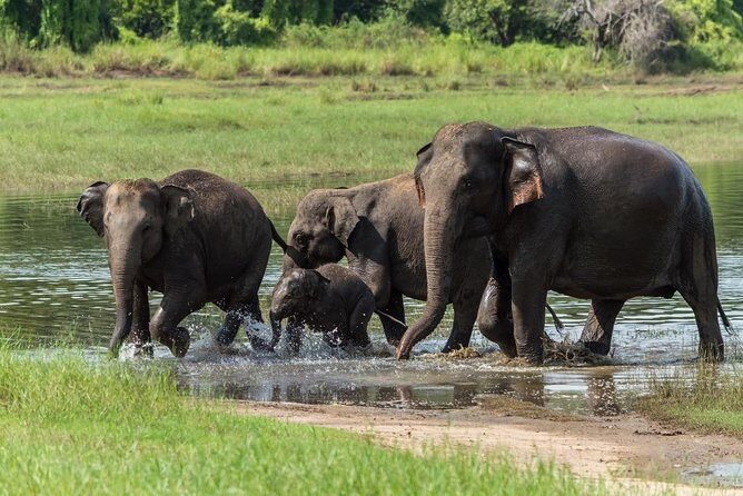 Wasgamuwa National Park | Private Safari - FAQs
