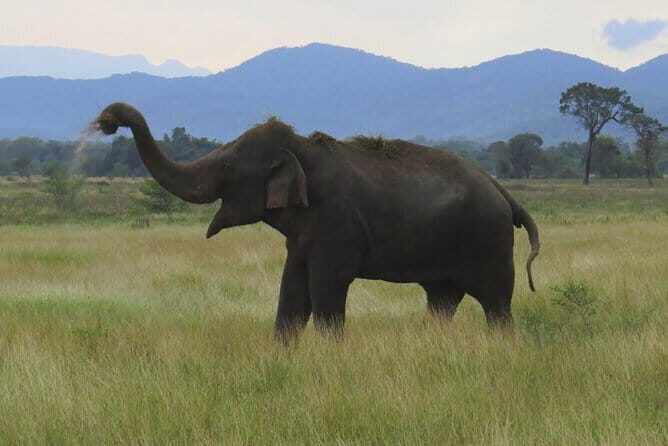 Wasgamuwa National Park Private Safari with Naturalist - Introduction