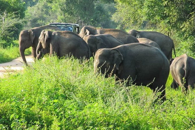 Wasgamuwa National Park Private Safari with Naturalist - Key Points