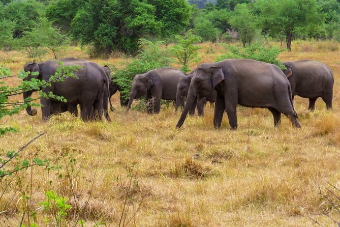 Wasgamuwa National Park Private Safari with Naturalist - The Value of This Experience