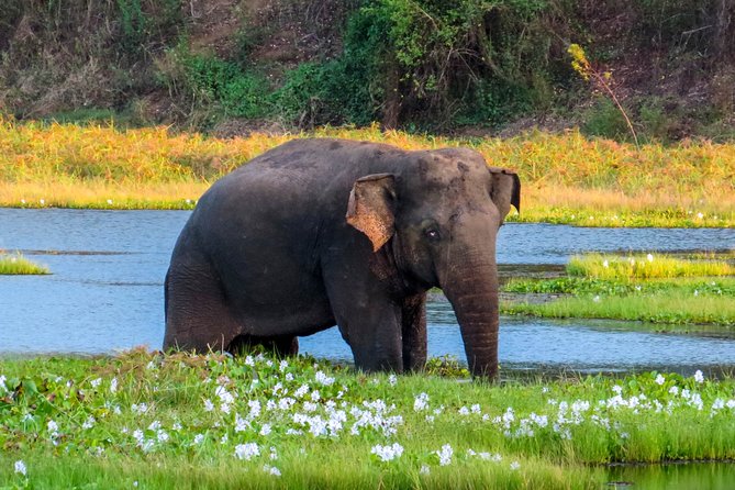 Wasgamuwa National Park Safari - Exploring the Wasgamuwa National Park Safari: A Genuine Wildlife Adventure