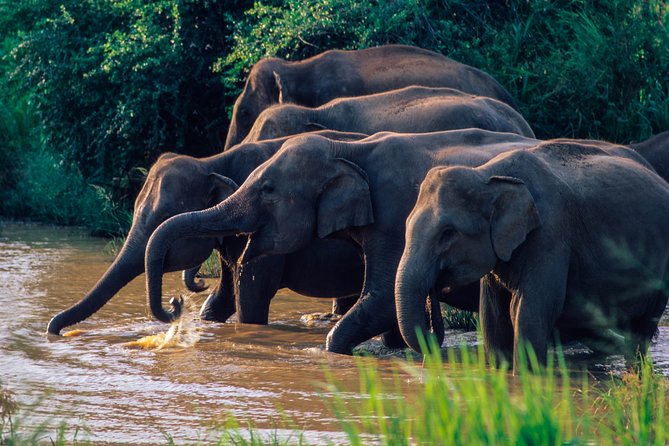 Wasgamuwa National Park Safari - An In-Depth Look at the Safari Experience