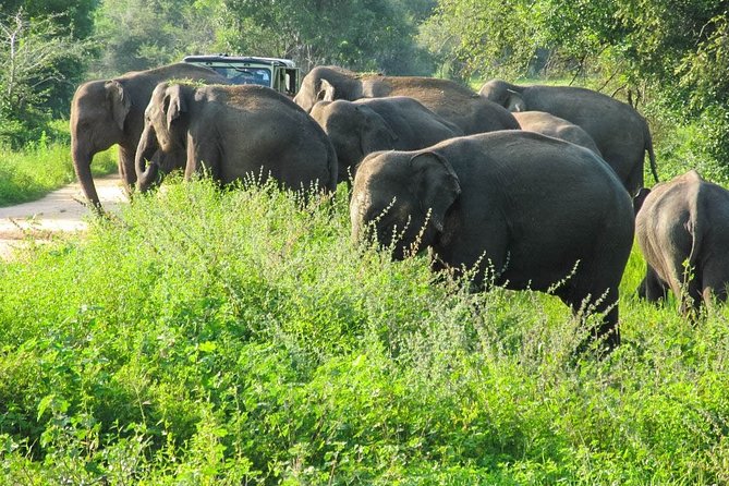 Wasgamuwa National Park Safari - Authentic Encounters and Real-Life Highlights