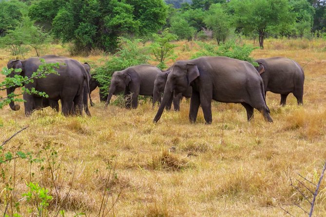 Wasgamuwa National Park Safari - Who Should Consider This Tour?