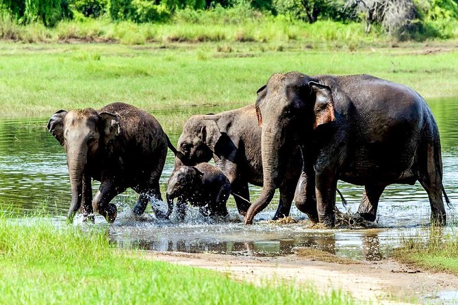 Wasgamuwa National Park Safari - The Sum Up: The Best Fit for Authentic Wildlife Encounters