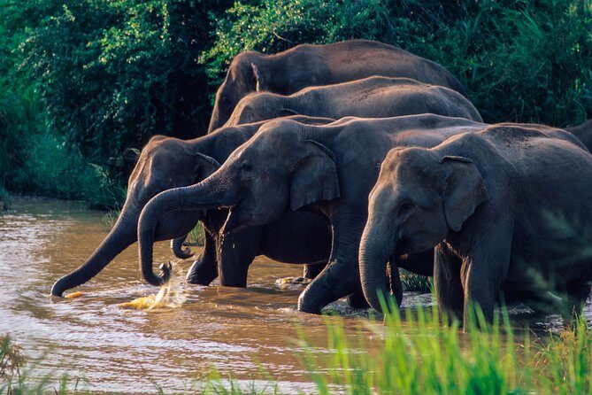 Wasgamuwa National Park Safari from Habarana - An Honest Look at the Tour Itself