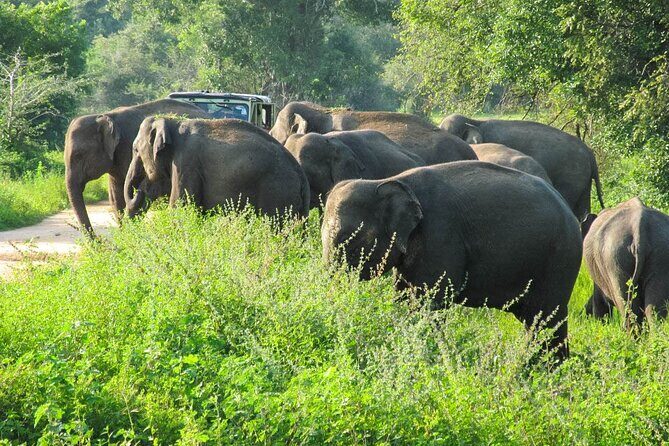 Wasgamuwa National Park Safari from Habarana - What To Expect Regarding Logistics and Comfort
