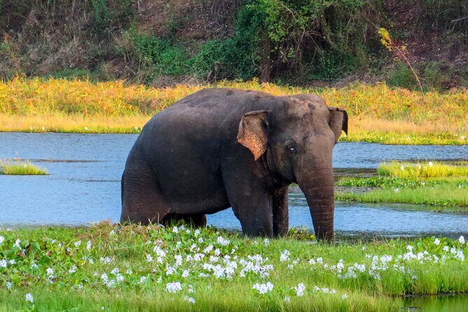 Wasgamuwa National Park Safari from Habarana - The Sum Up