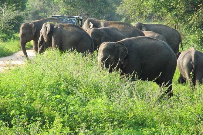 Wasgamuwa National Park Safari from Kandy - Why This Tour Stands Out