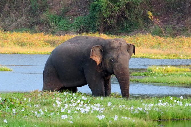 Wasgamuwa National Park Safari from Kandy - Authentic Experiences and Reviews