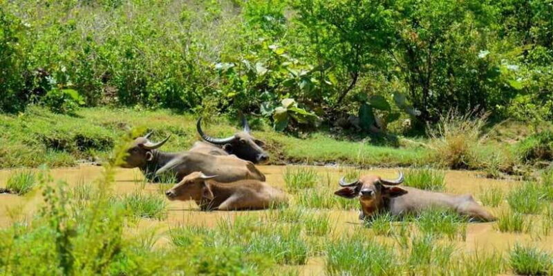 Wasgamuwa National Park Safari (Private Jeep) - Key Points
