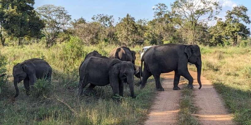 Wasgamuwa National Park Safari (Private Jeep) - Who Will Enjoy This Safari?