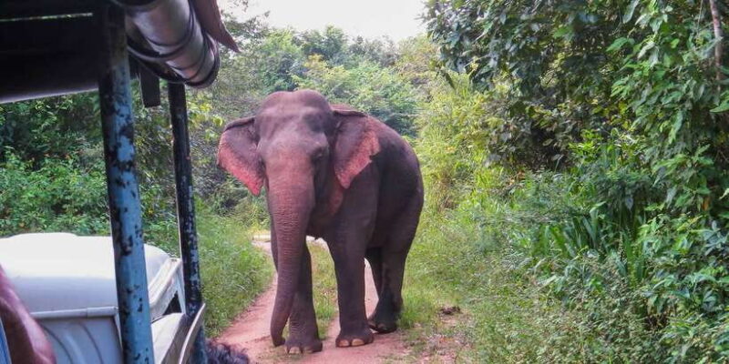 Wasgamuwa: Wasgamuwa National Park Private 3-Hour Safari - Key Points