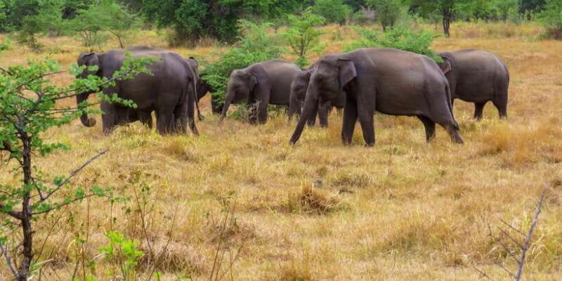 Wasgamuwa: Wasgamuwa National Park Private 3-Hour Safari - The Value of This Safari