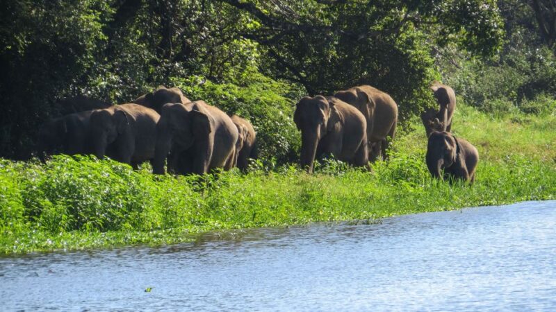 Wasgamuwa: Wasgamuwa National Park Private 3-Hour Safari - The Sum Up: Who Should Consider This Safari?