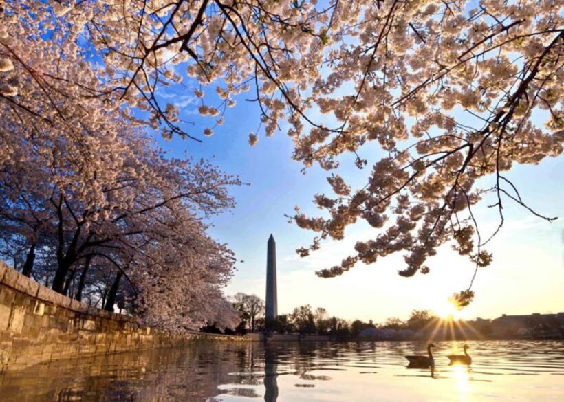 Washington: Cherry Blossom Tour - In-Depth Look at the Cherry Blossom Tour Experience